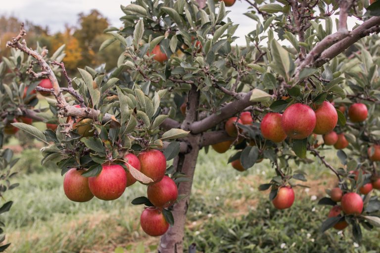 Apple Picking in Connecticut - Shannon H. Sullivan